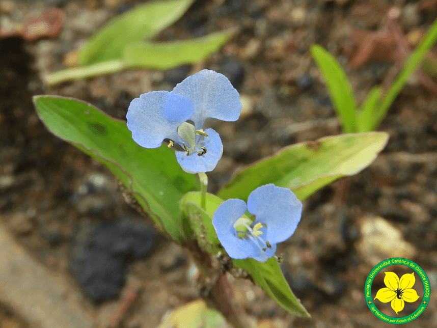 Commelina diffusa Burm. f.