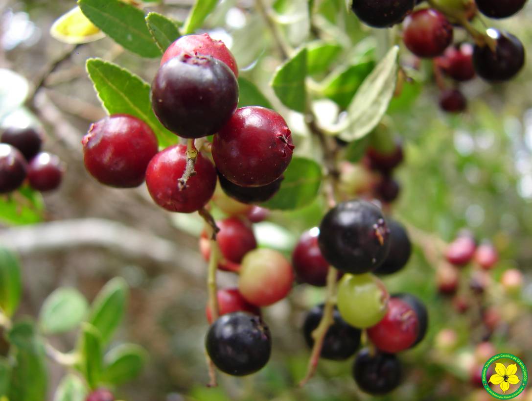 Vaccinium meridionale Sw.