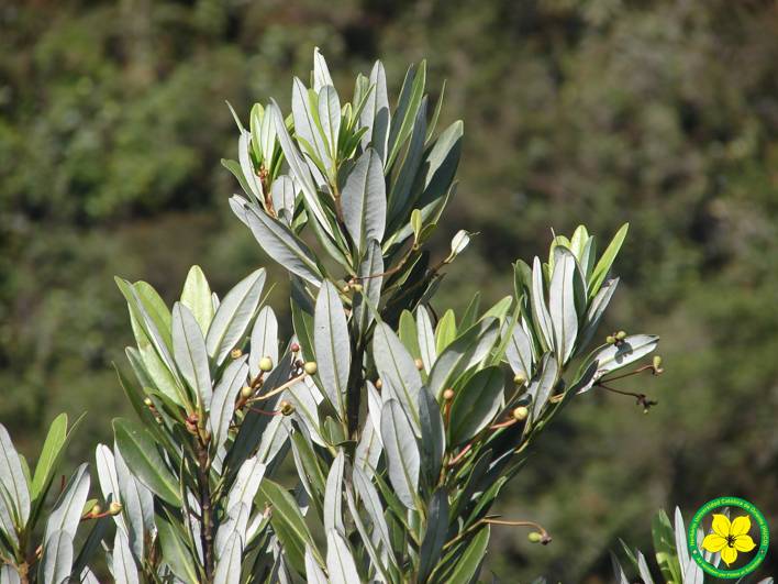 Drymis granadensis var. grandiflora Hieron