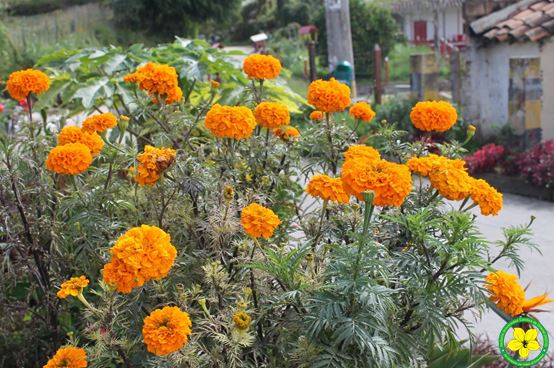 Tagetes erecta
