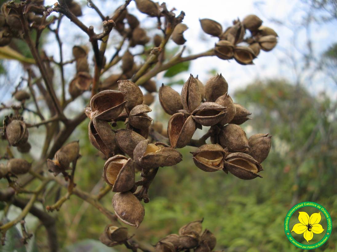 Brunellia boqueronensis Cuatrec.